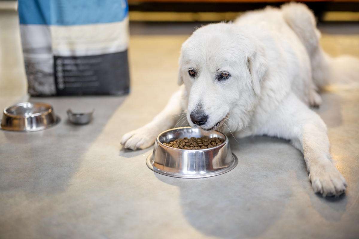 Alimentation canine : les essentiels à savoir sur les croquettes pour ...